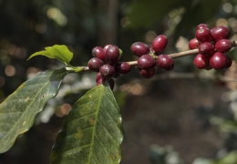 Nature-Based Solutions Benefits Explorer Tool - LimnoTech